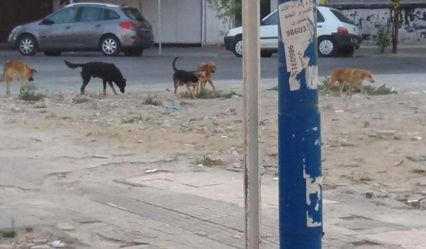 En photos : Les chiens errants envahissent Bizerte