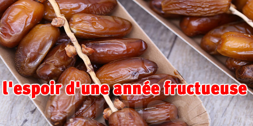 Tunisie : début de la saison des dattes avec une production en augmentation