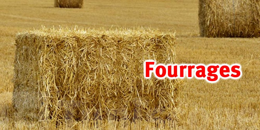 Lancement d'un vaste programme d'approvisionnement en fourrage