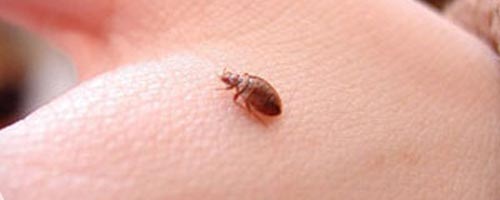 La gale fait ravage dans les établissements scolaires et les foyers