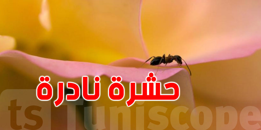 ظهور حشرة نادرة بعد اختفاء 80 عاماً