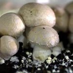 Attention, danger des champignons toxiques