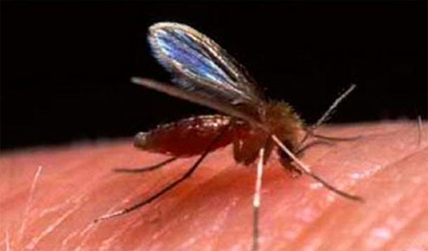 150 cas de leishmaniose cutanée depuis le début de l’année à Tataouine