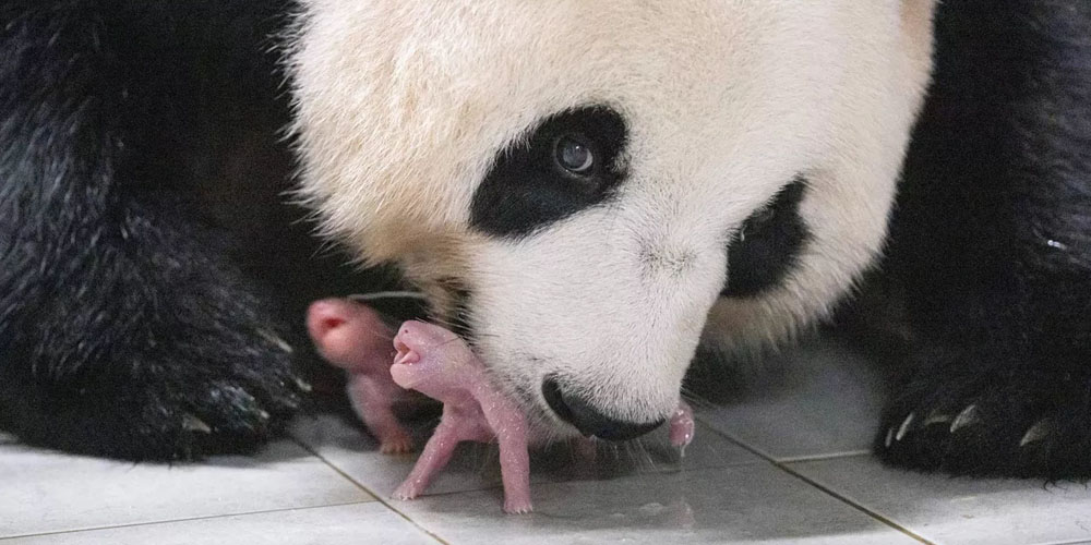 Naissance inédite de pandas géants jumeaux
